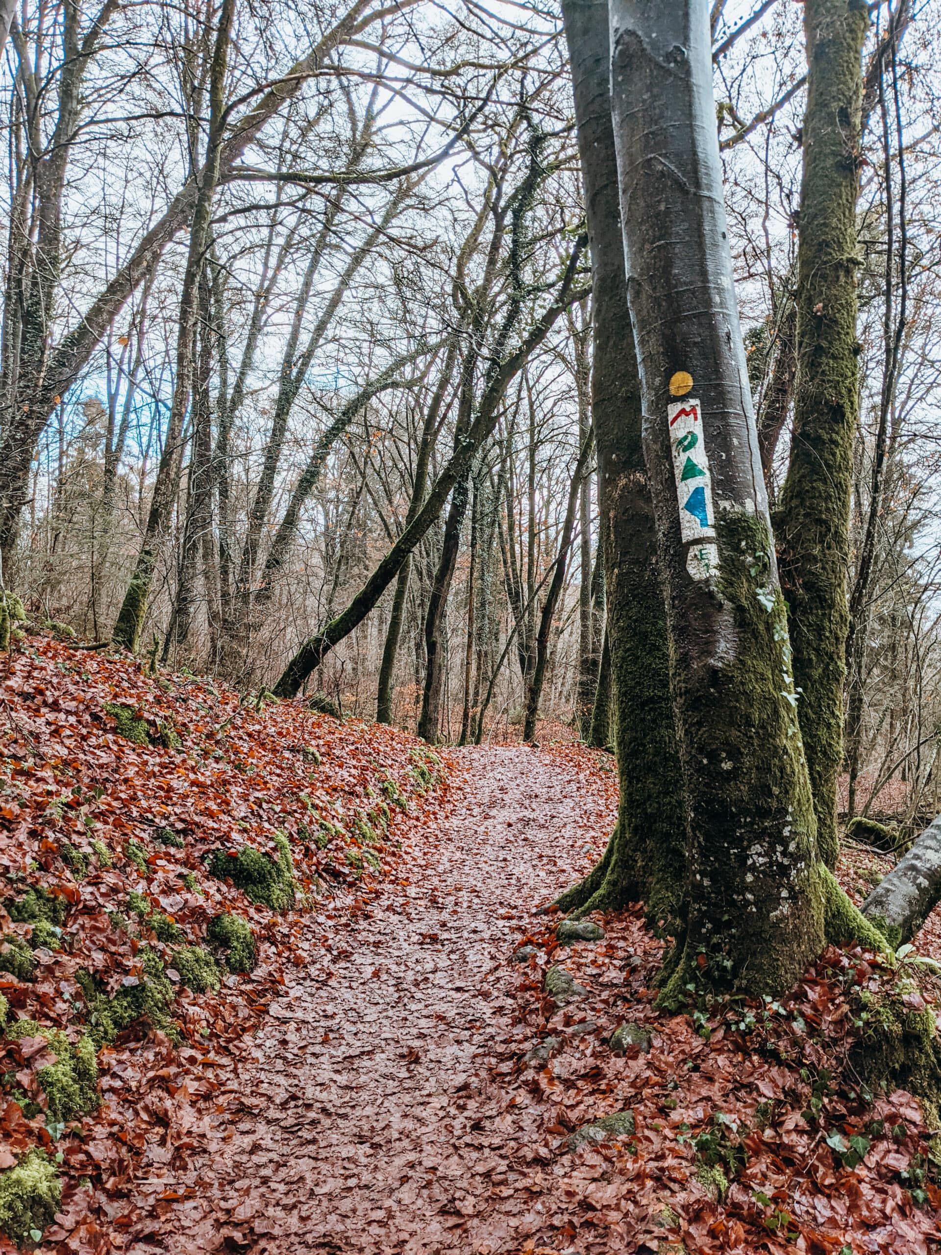 Ultimate Guide to the Mullerthal Trail in Luxembourg - Jetlagged Journeys