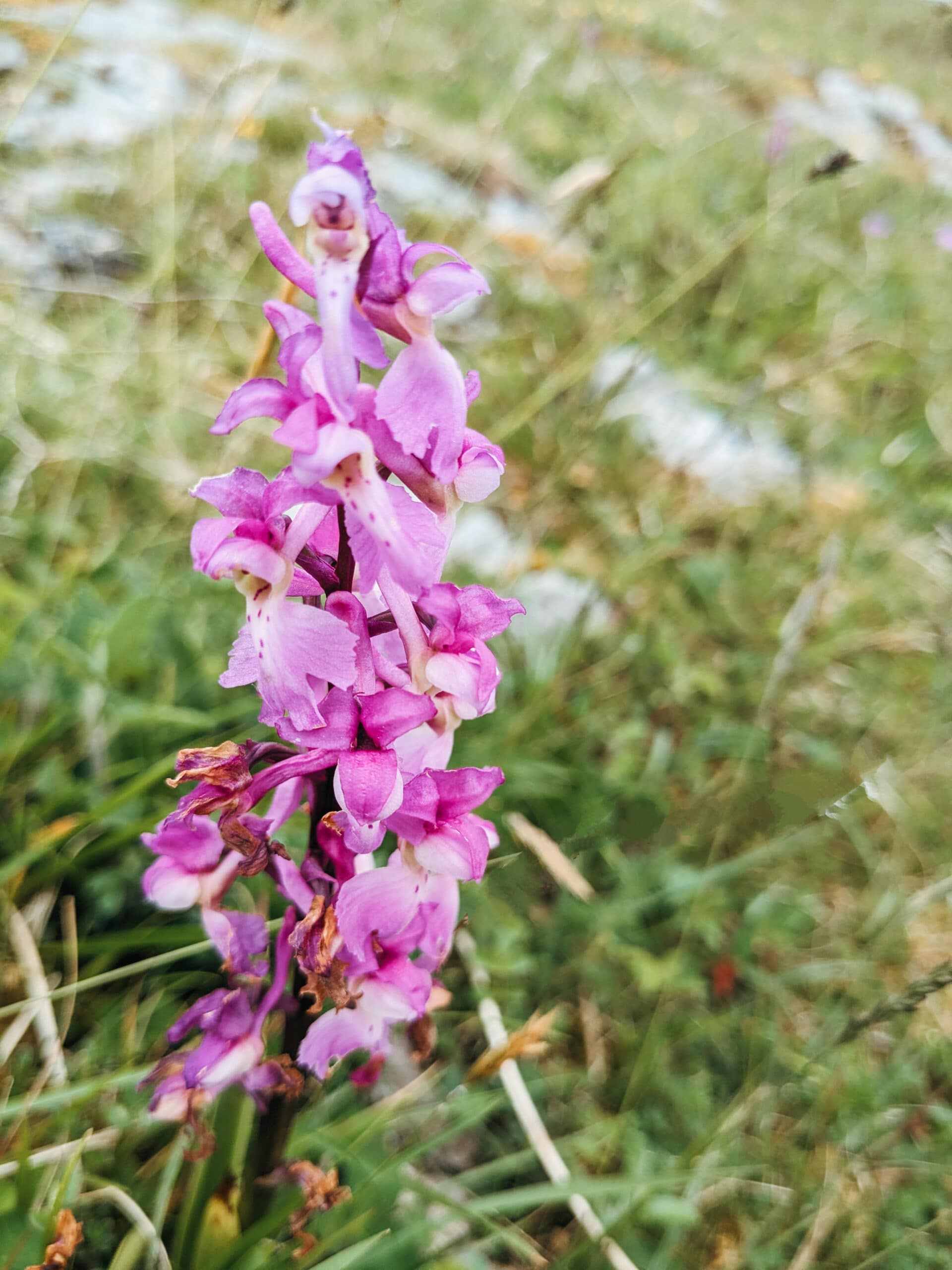 Best Burren Walks: Lough Avalla Farm Loop - Jetlagged Journeys